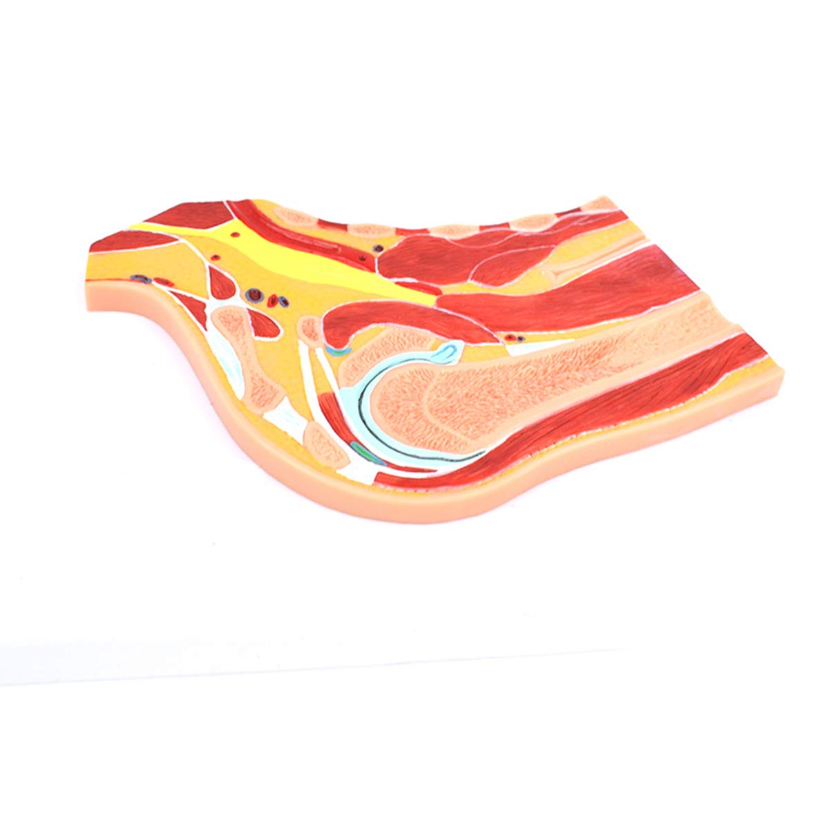 Buy Shoulder Joint Skeletal Muscle Model Ball And Socket Joint Profile ...