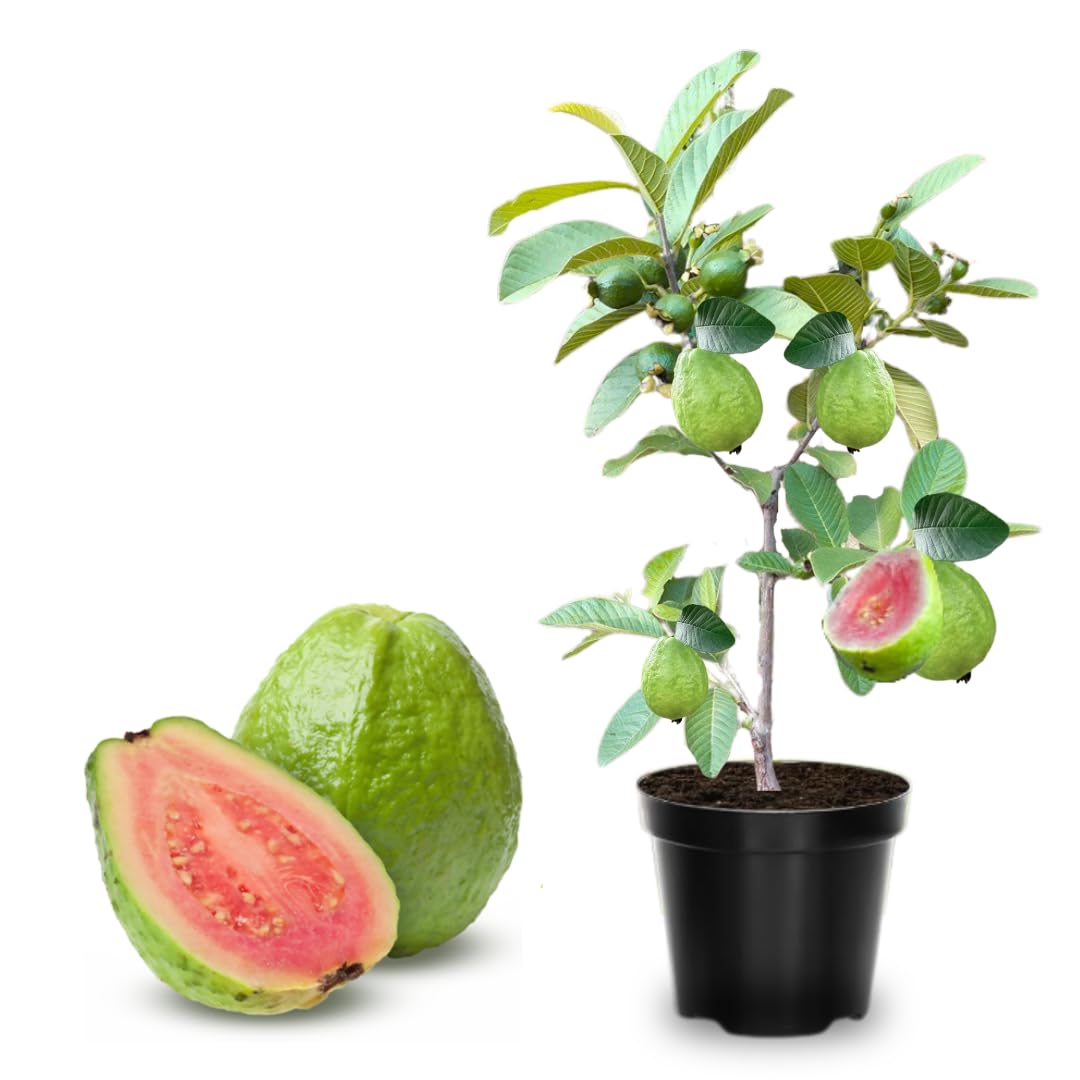 Xl Sweet Pink Guava Tree Tikal Landscape Size 8 Round Amazon.com : 8