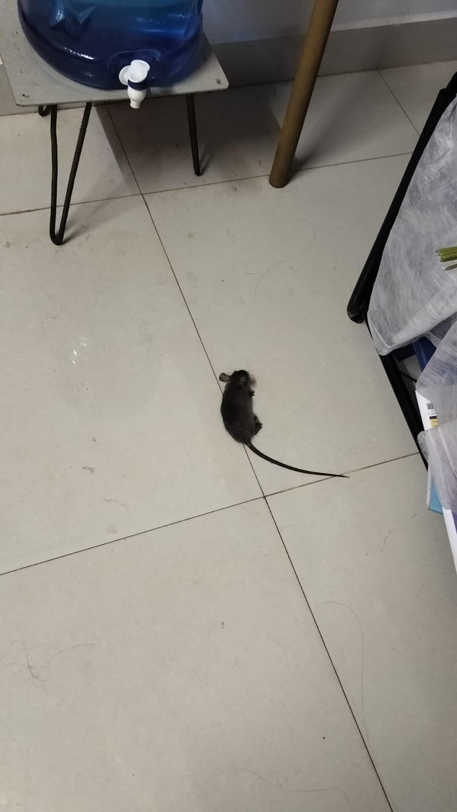 MMR Making Marvelous Home Biscuit Rat Killer Rodent Control Cake (25gm ...