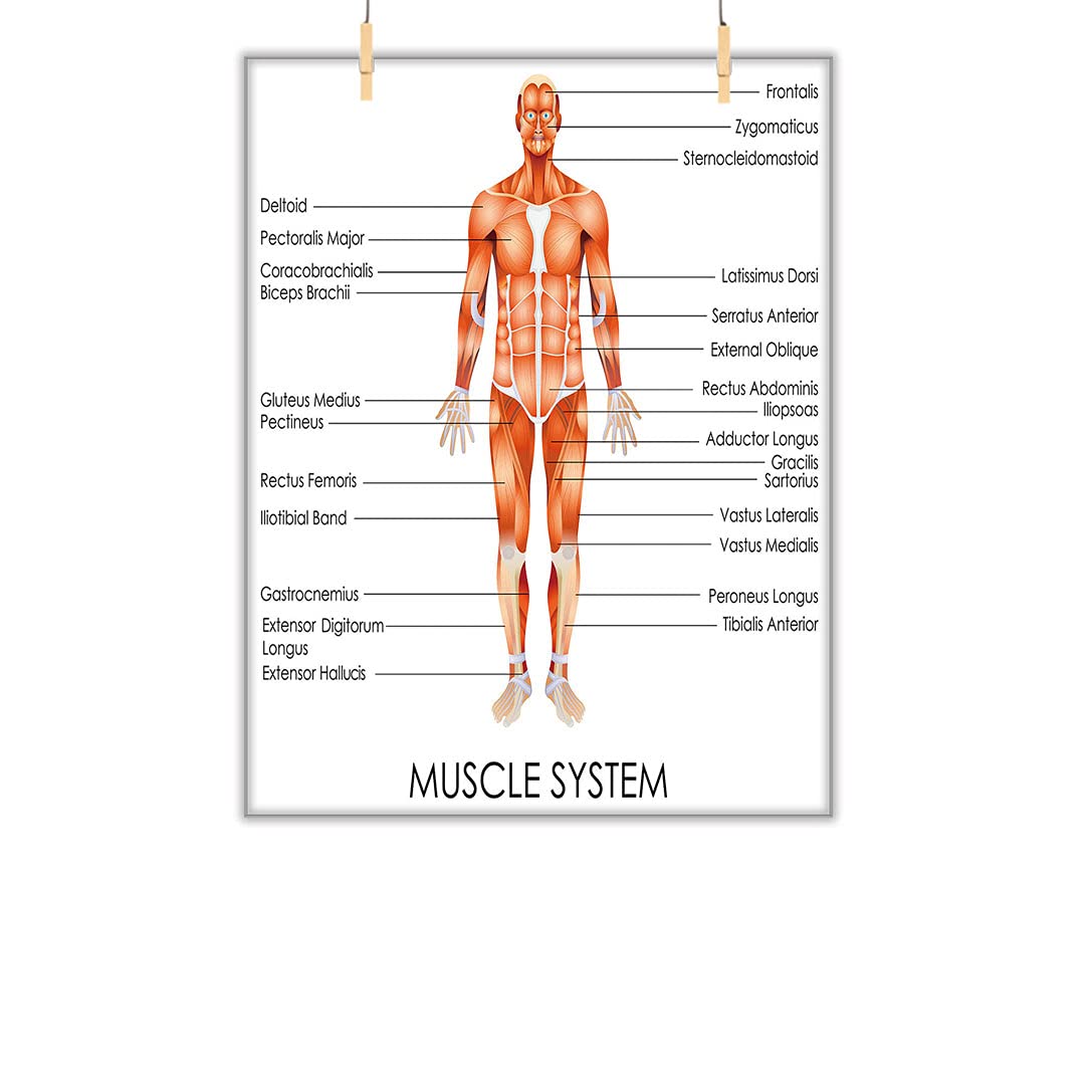 Male Body Diagram