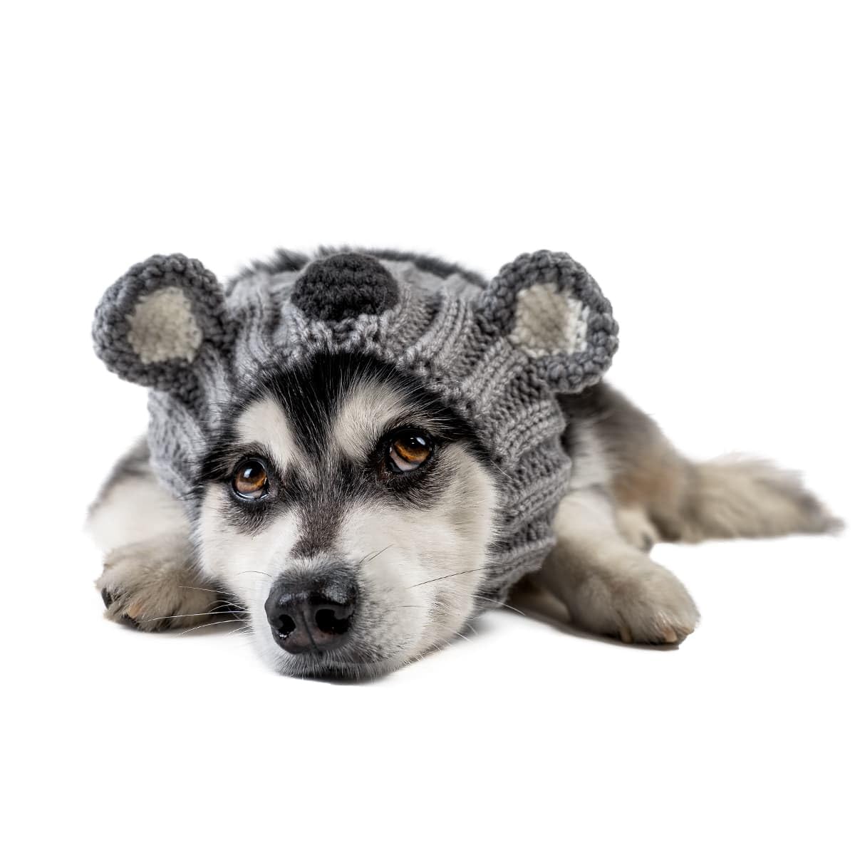 Amazon.com : Zoo Snoods Koala Costume - Warm Knit Dog Snood Wrap for ...