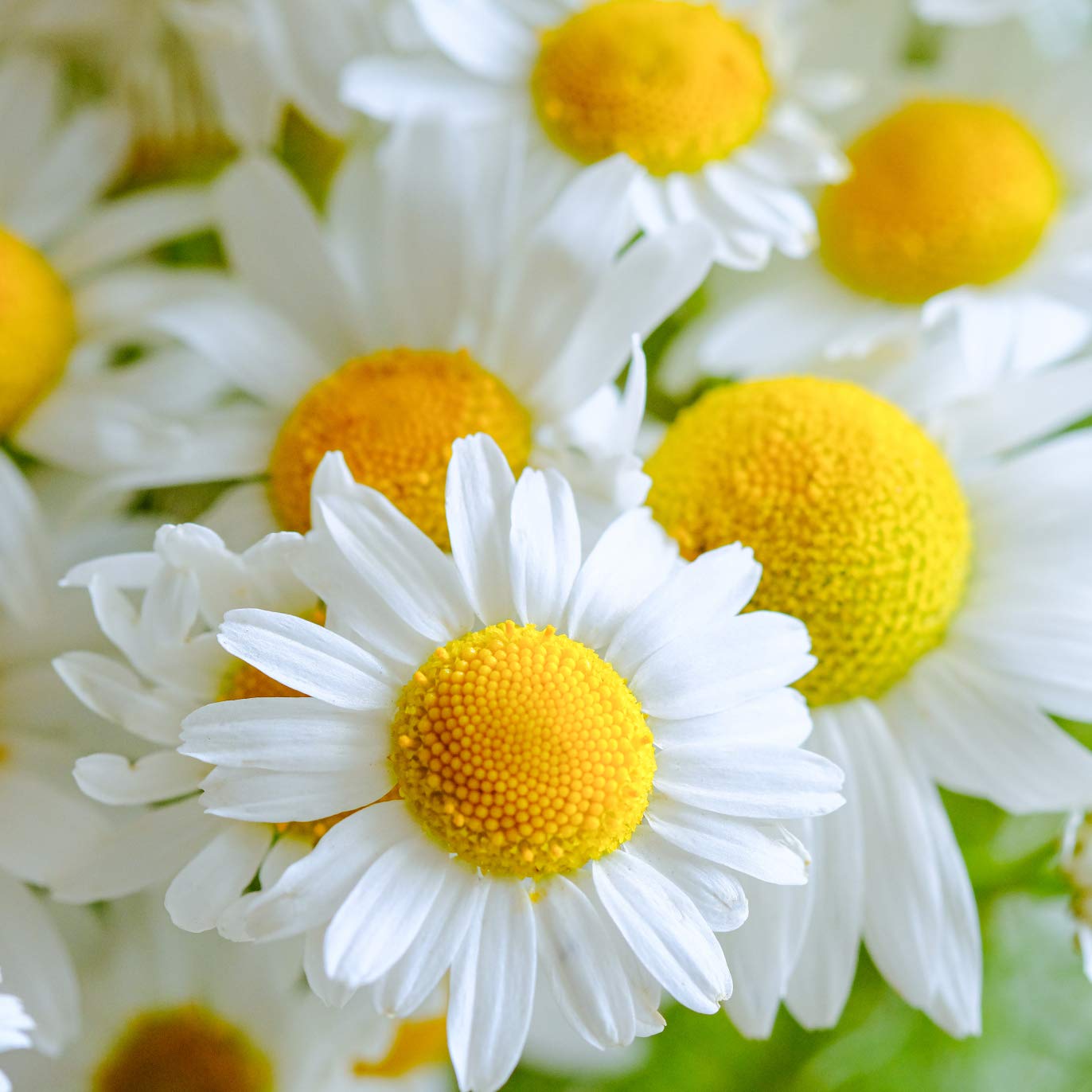 Matricaria Chamomilla Jigsaw Puzzle Of Matricaria Chamomilla Or German