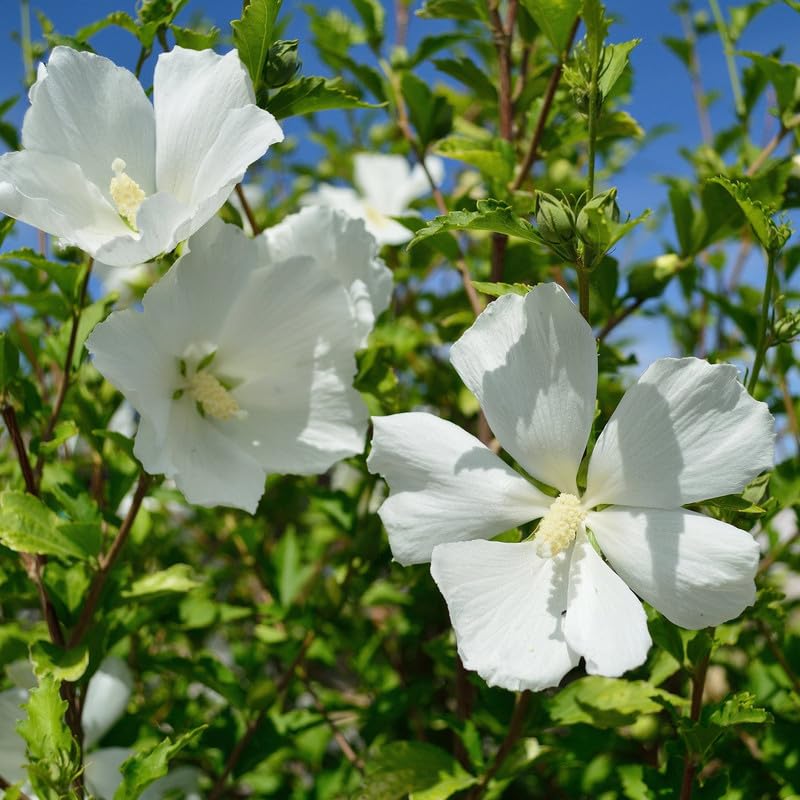 Amazon.com : 1 White Rose of Sharon Plants Live for Planting, Althea ...