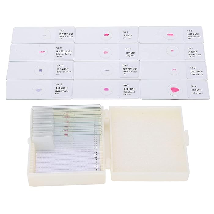 Buy Biological Slides, Translucent Microscope Slide with Labels for ...