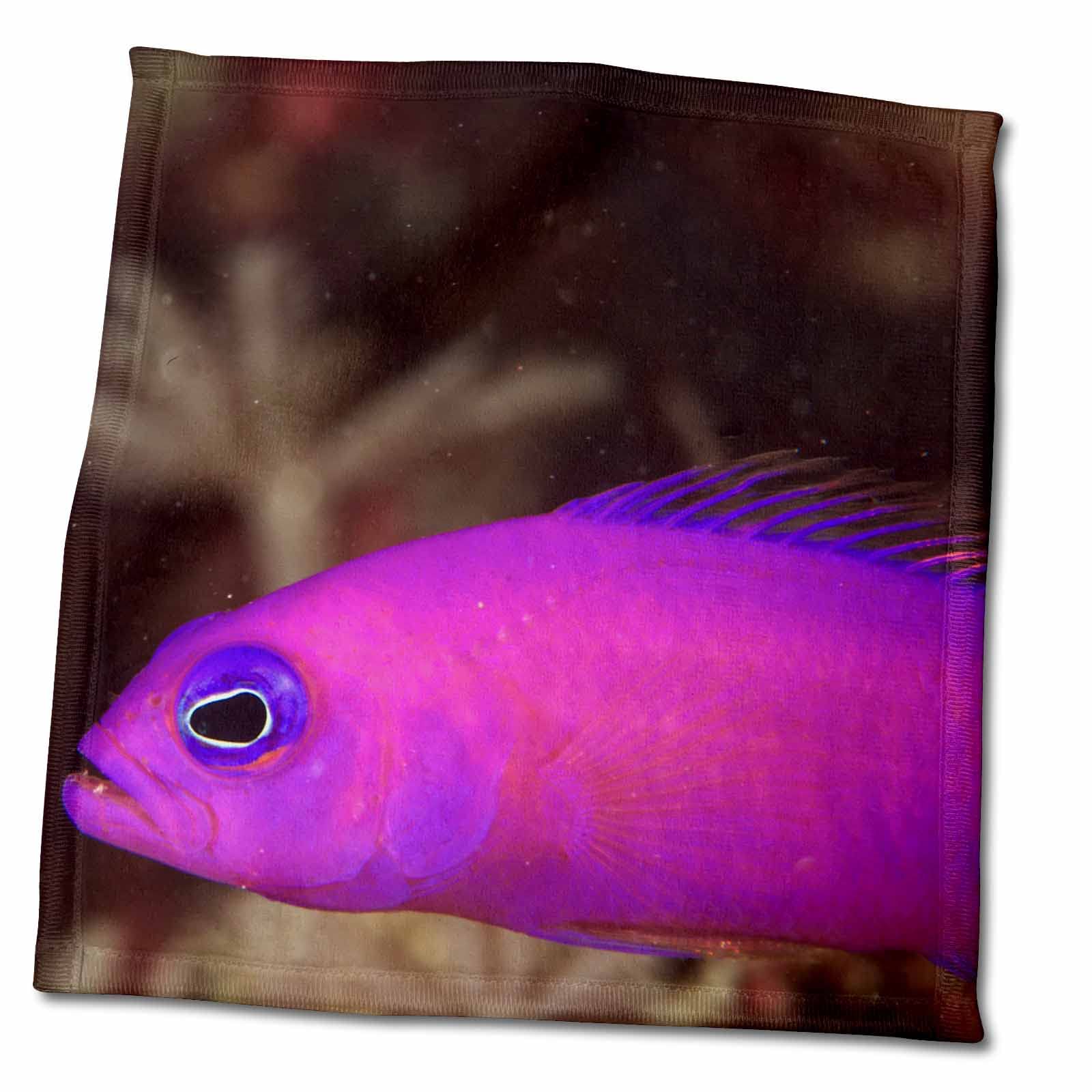 Purple Dottyback