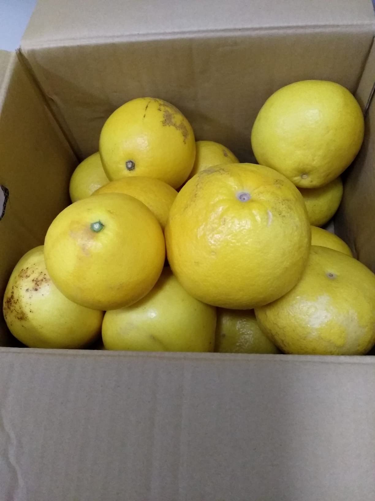 Amazon.co.jp: 訳あり 土佐文旦 3L～4L (大玉限定訳あり) 10kg 土佐文旦 高知産 露地土佐文旦 文旦 3L4Lミックス 10キロ 【訳あり10キロ 4L3L混合 土佐 ...