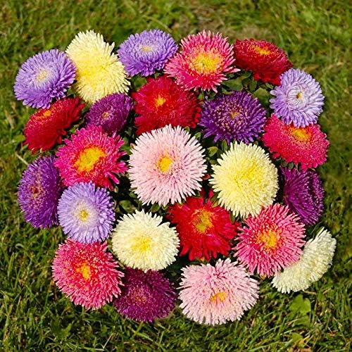 FUN AND GROW SEEDS Seeds Aster Princess Mix Annual Flowers – Yaxa Colombia