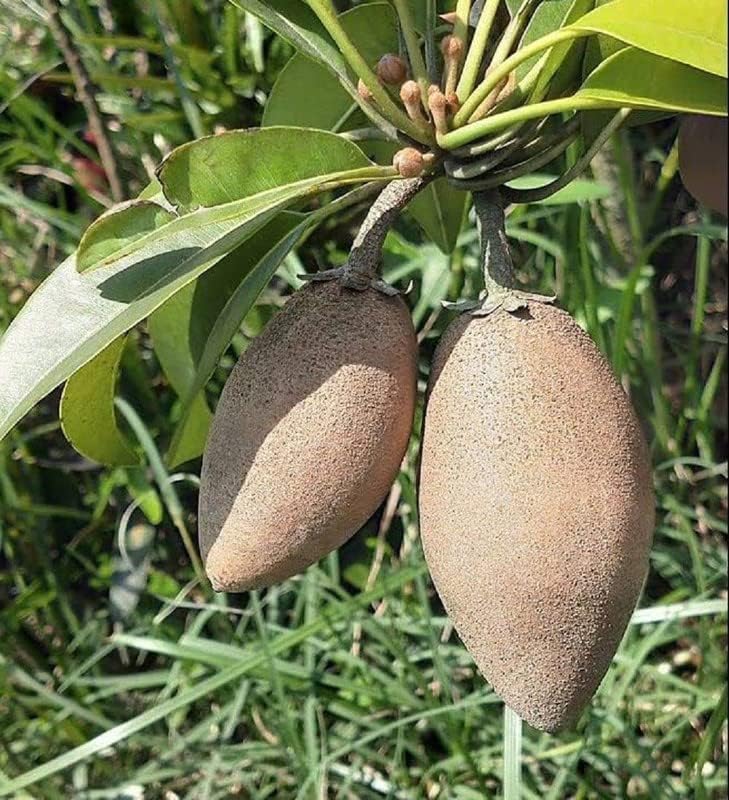 Hybrid Grafted Kalapati Chiku Plant, Pack Of 1 Healthy Plant : Amazon ...