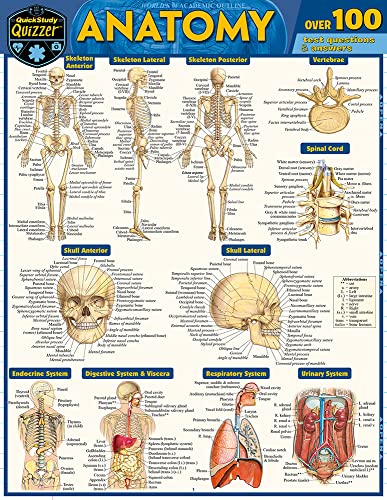 Snapklik.com : Anatomy Quizzer: A QuickStudy Laminated Reference Guide
