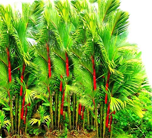Red Bamboo Tree Seeds Pack Of 95 : Amazon.in: Garden & Outdoors