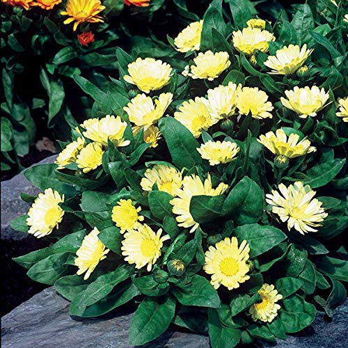 Buy M-Tech Gardens Rare Hybrid Calendula " Lemon Daisy " Exotic 30 ...