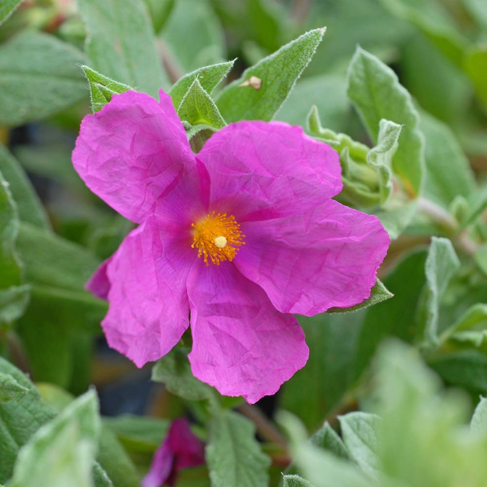 Thompson & Morgan Hardy Perennial Rock Rose 'Sunset' Flowering ...
