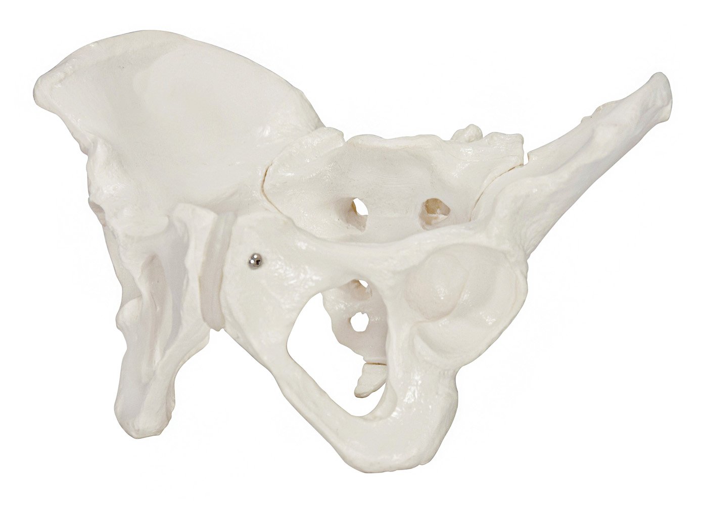 Axis Scientific Skeletal Model of The Female Pelvis | Cast from a Real ...