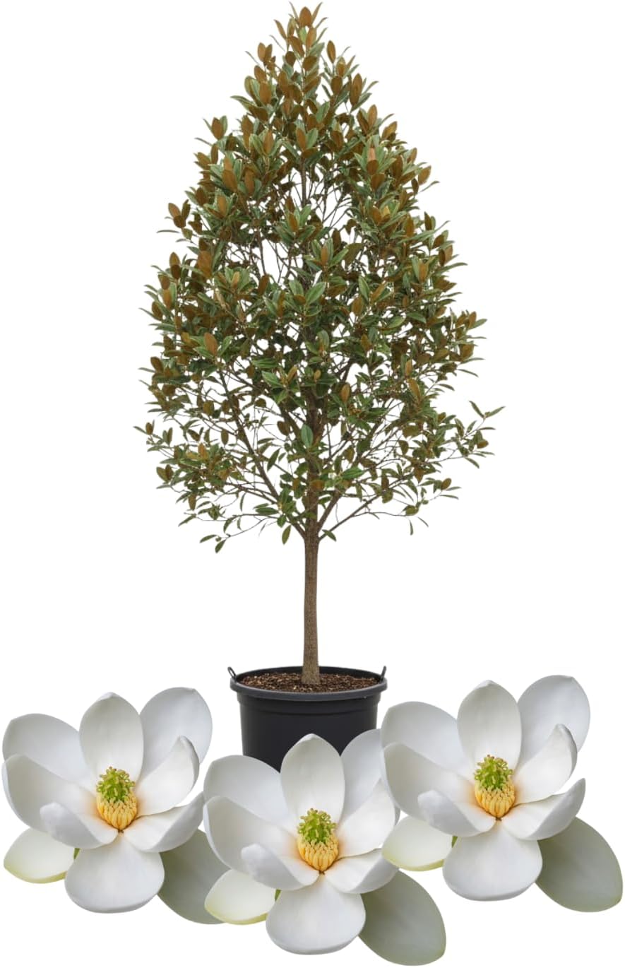 Amazon.com : Sweetbay Magnolia Plant Live, Well Rooted Magnolia ...