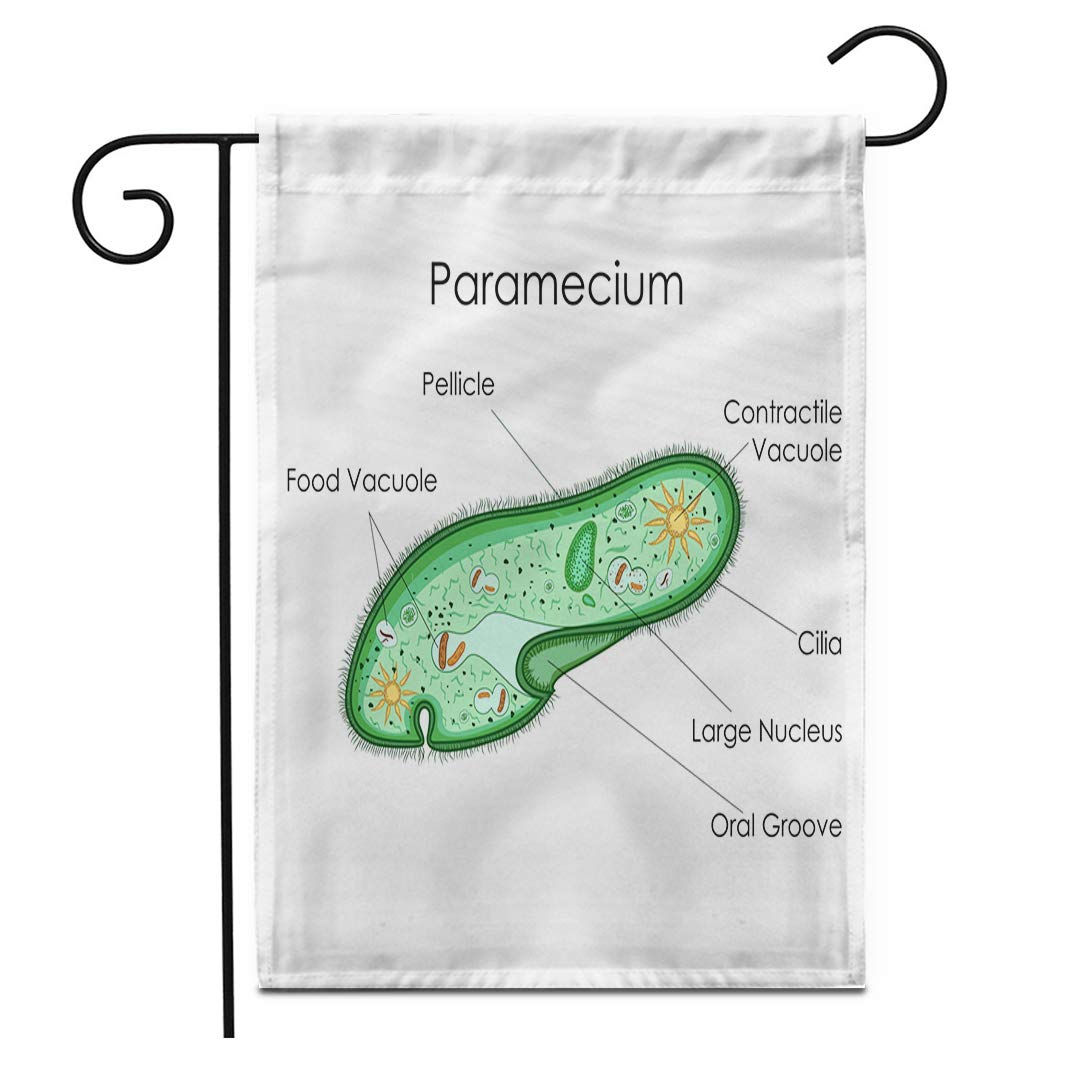 Paramecium Diagram Labeled