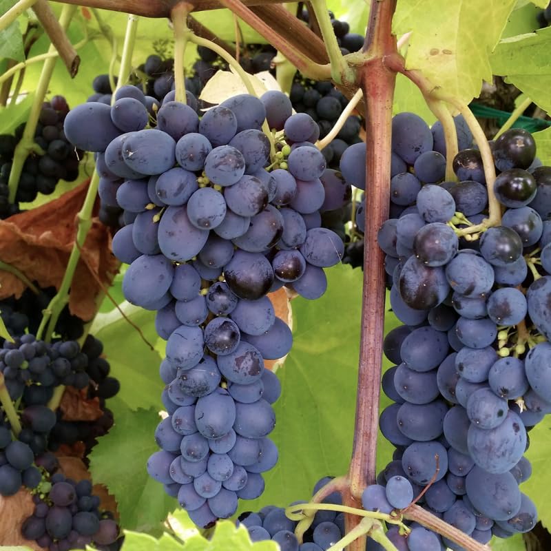 Hierba De Uva Mono Amazon.com: Glenora Black Grape, Planta De Uva Viva