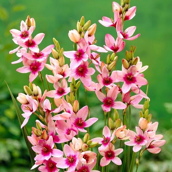 Mphmi Seedless Plant Flower Bulbs Plants Ixia Giant (Pink) - Bulbs ...