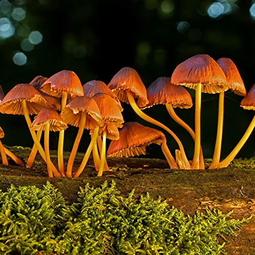 Knutagians von Harley Dean bei Amazon Music Unlimited