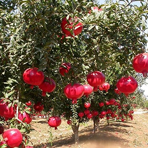 NurseryNature Annar Pomegrante (bhagwa) Hybrid Plants : Amazon.in ...