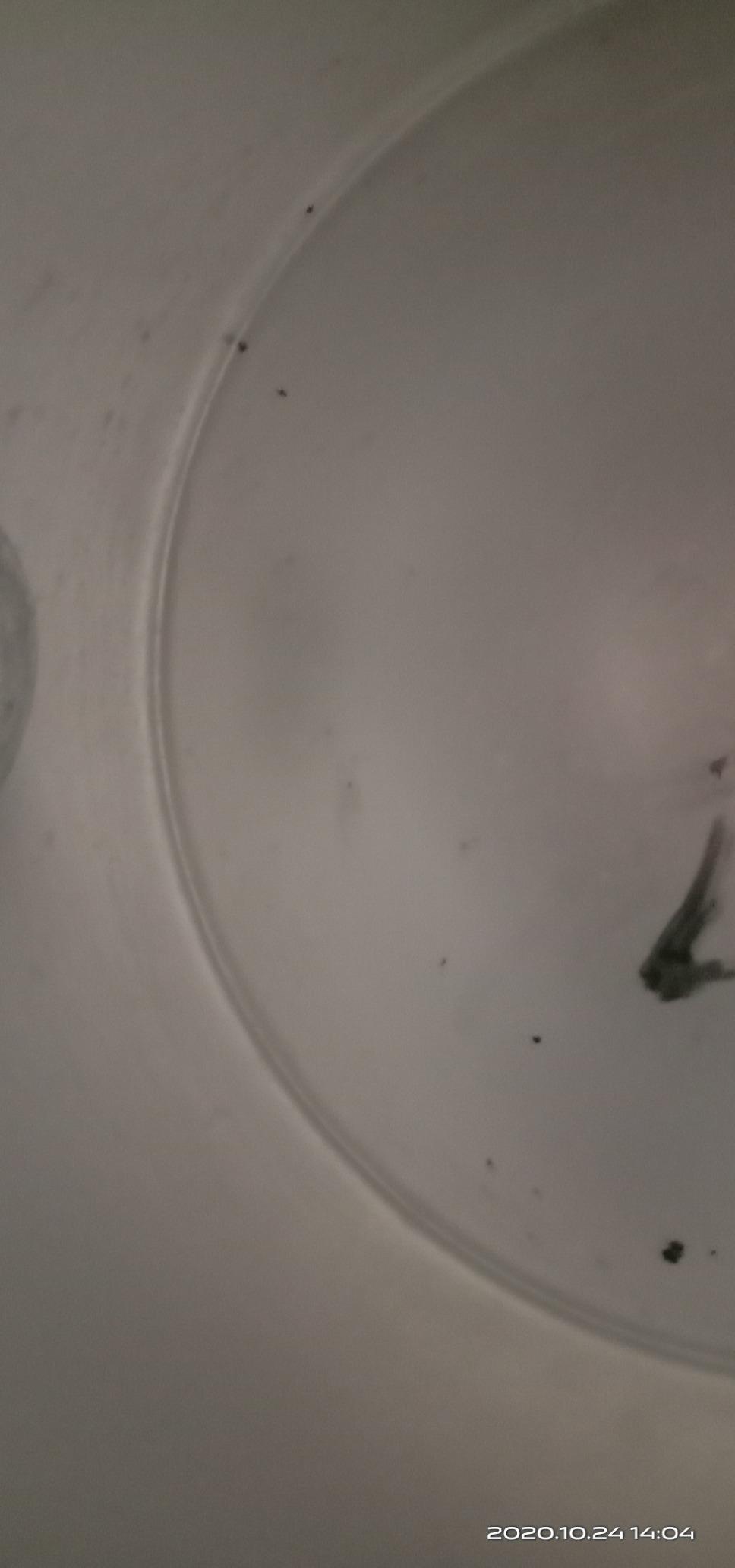 Buy ScentRose Traditional Chai ki Ketli 6 Cup Desi Tea Kettle | Hot ...