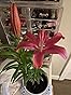 Amazon.com : Votaniki Nightrider Asiatic Lily Bulbs - Perennial Lilium ...