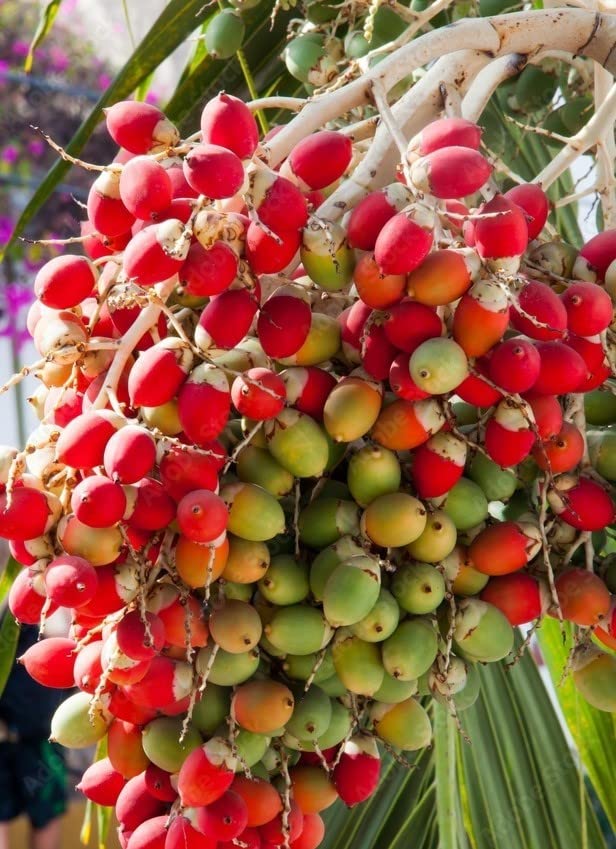 The Entacloo Betel Nut/Supari Plant (LV-061) : Amazon.in: Garden & Outdoors