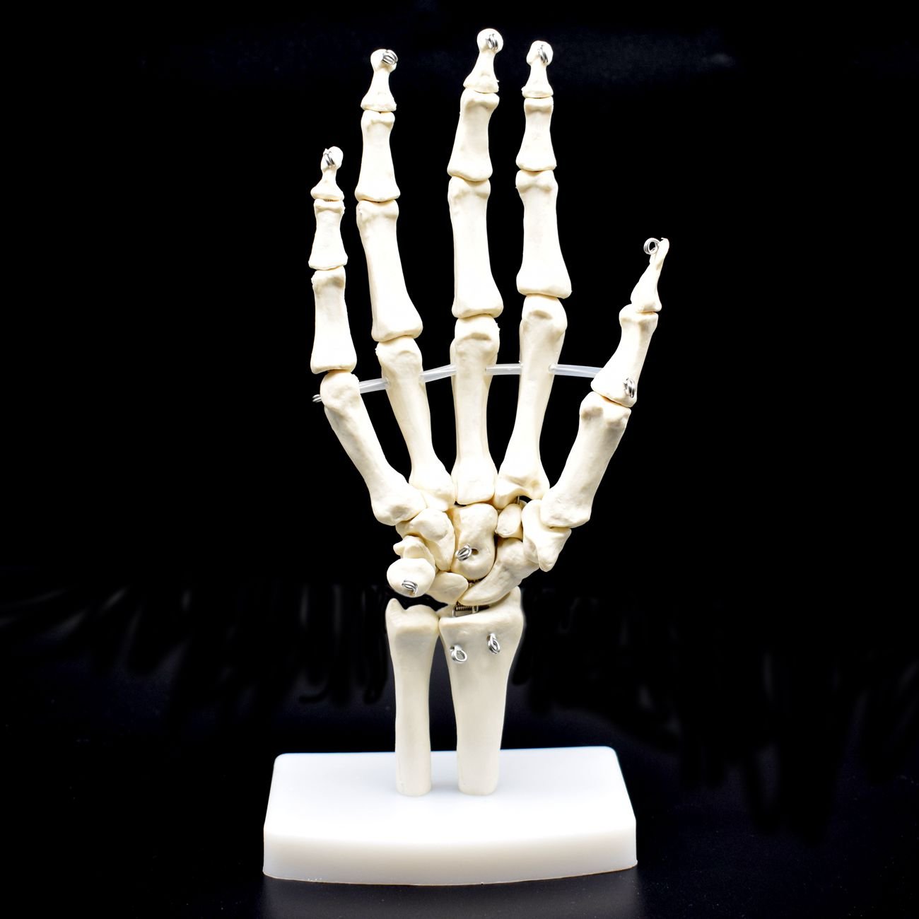 Human Hand Skeleton Model on Base, Hand Bone,Life Size, Articulated ...