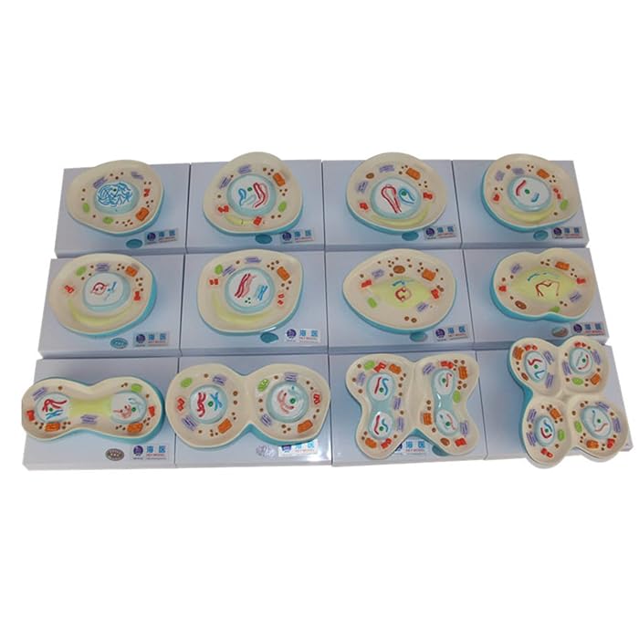 Buy 3D Cell Meiosis Model, 12 Parts Cell Structure Anatomical Model ...