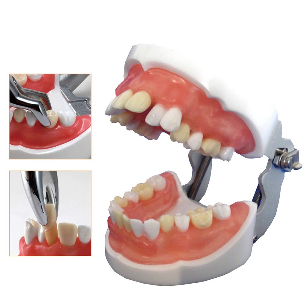 Buy FXQ Dental Teeth Model, Teeth Oral Model Education Examination ...