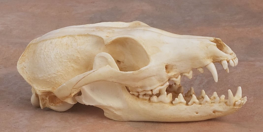 Gray Fox Skull Replica: Science Lab Biology Classroom Supplies: Amazon.com: Industrial & Scientific