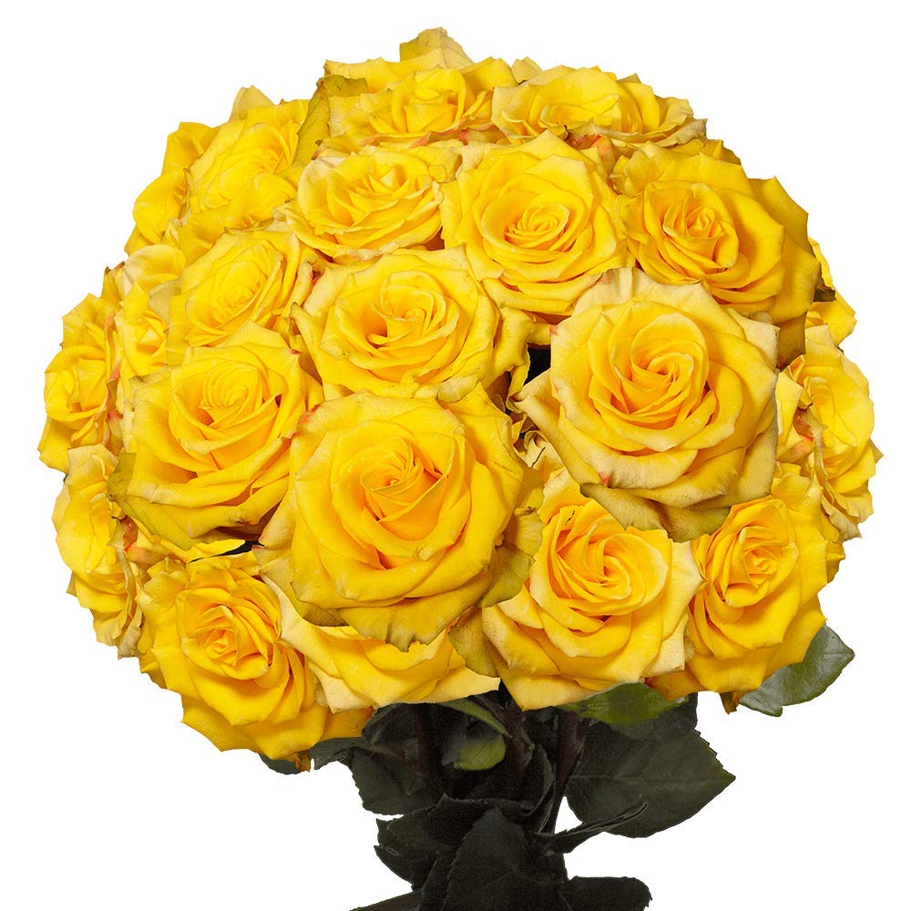 Amazon.com : GlobalRose 75 Skyline Yellow Roses - Fresh Flowers For ...