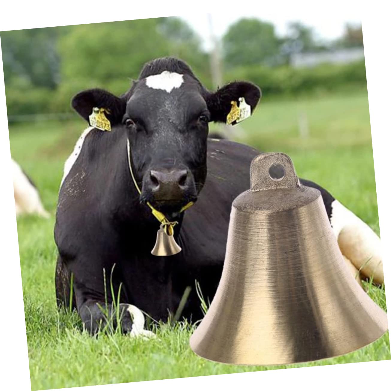 Jersey Cow Bell Wedding Favors Cow Bull Wedding Cake
