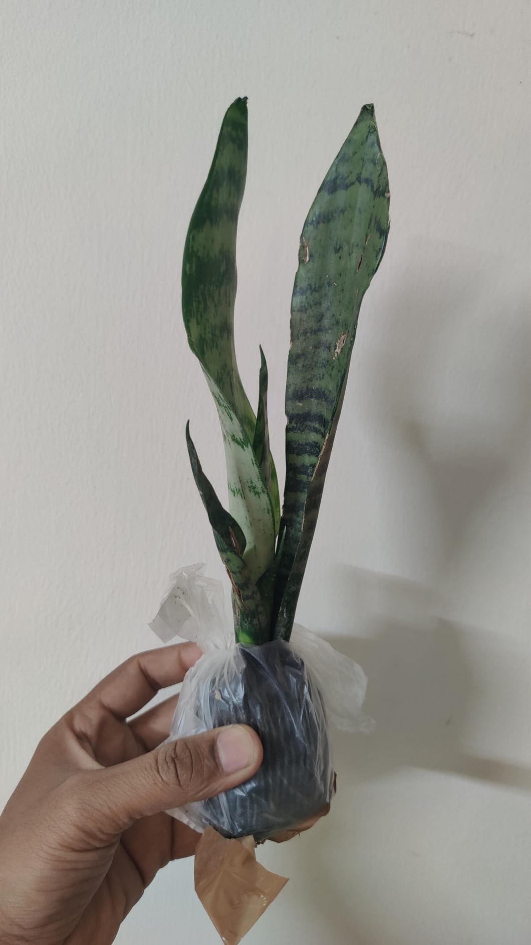 Live Snake Plant Indoor (Tall Sansevieria plant variety for more Air ...