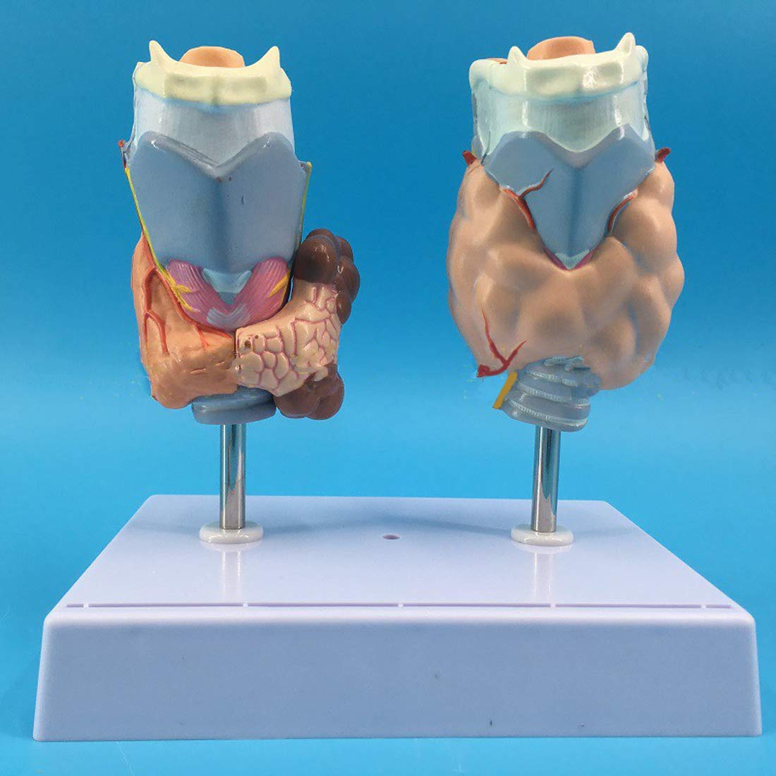 Thyroid Gland Anatomy Model
