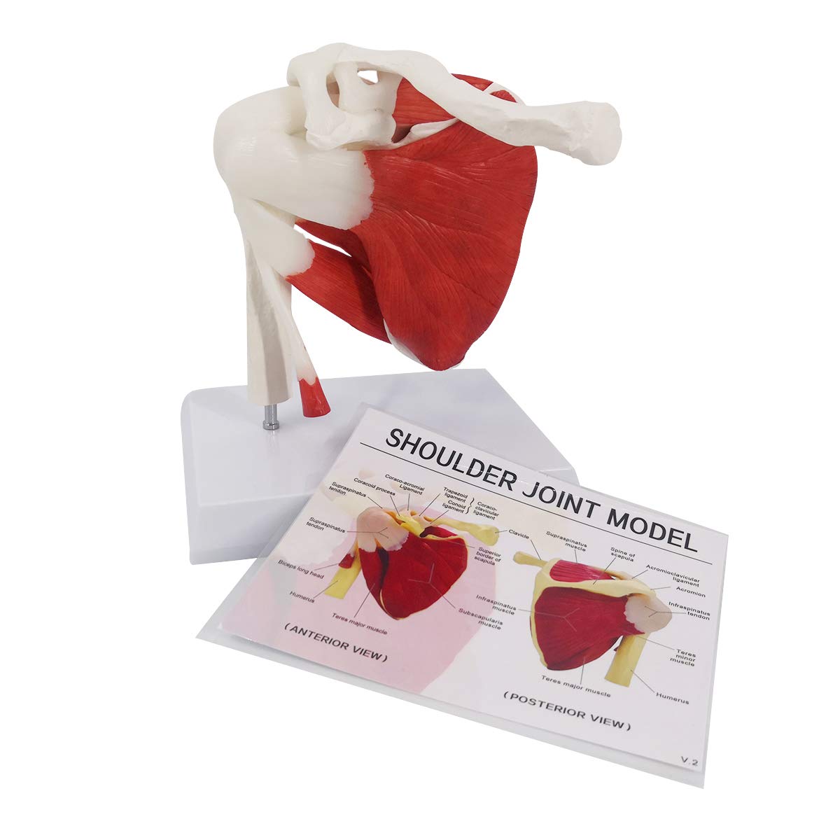 Skeleton Anatomy Anatomical Shoulder Joint Model Medical Anatomy ...