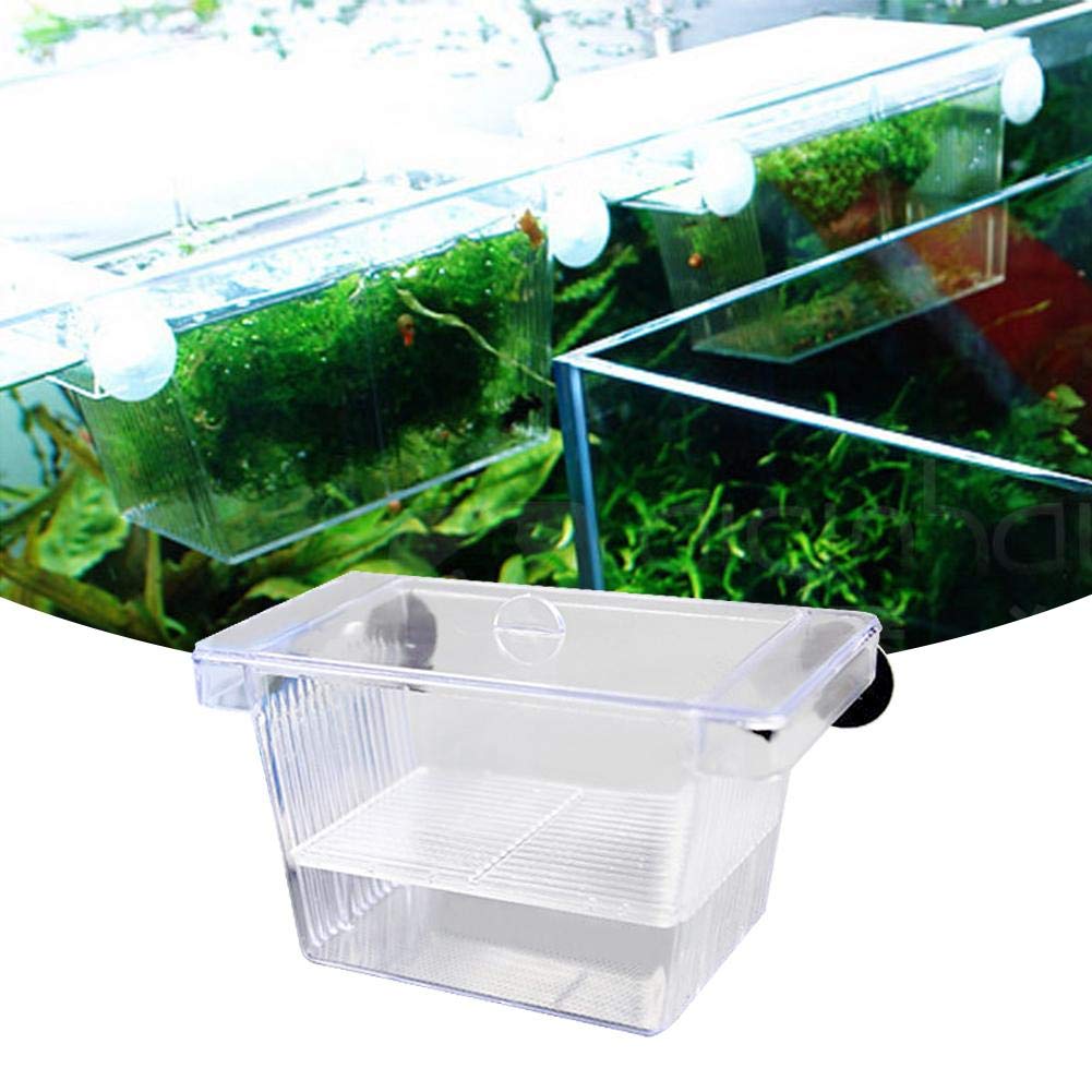 Buy Jungles Acrylic Transparent Fish Tank Incubator Box Breeding ...