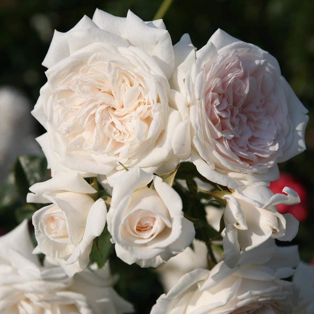 Amazon.com : Heirloom Roses Rose Plant - Arborose® Honeymoon White Rose ...