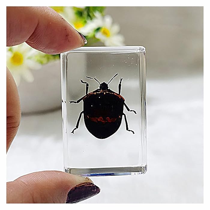 Oddities Gift For Science Lovers 4Pcs Insect Taxidermy Resin Specimen ...