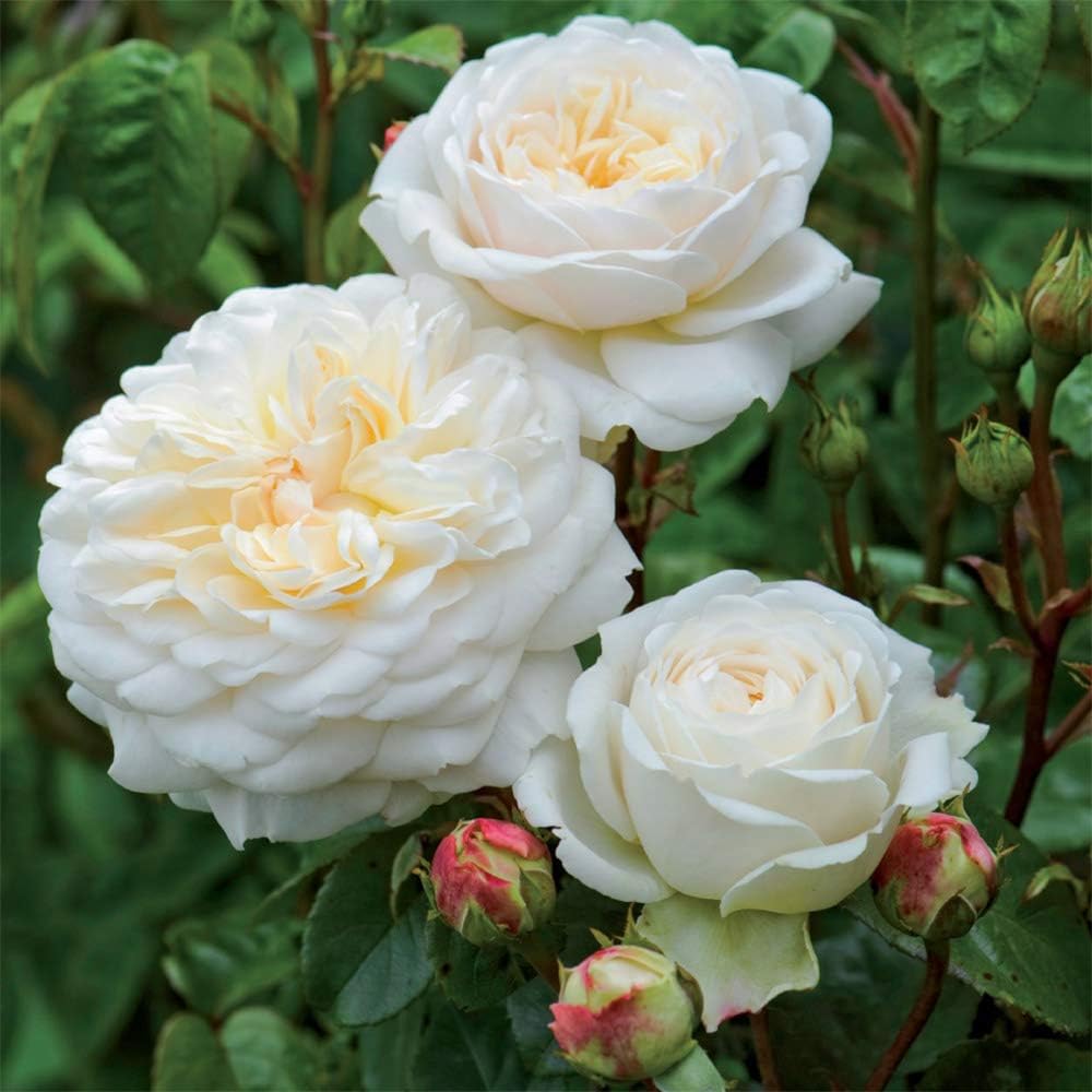 Amazon.com : Heirloom Roses Earth Angel Rose Plant - Parfuma® Earth ...