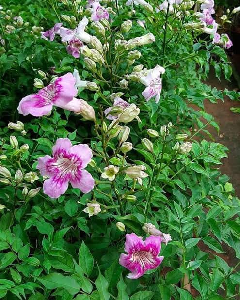GoGreen Purple Trumpet Vine Tecoma Tikoma Trumpet Vine Bignonia ...