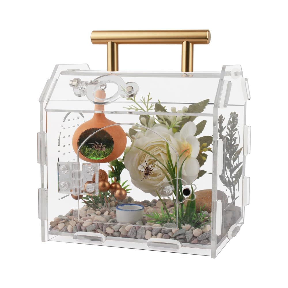 Jumping Spider Enclosure,Premium Acrylic Spider Enclosure - Ideal for ...