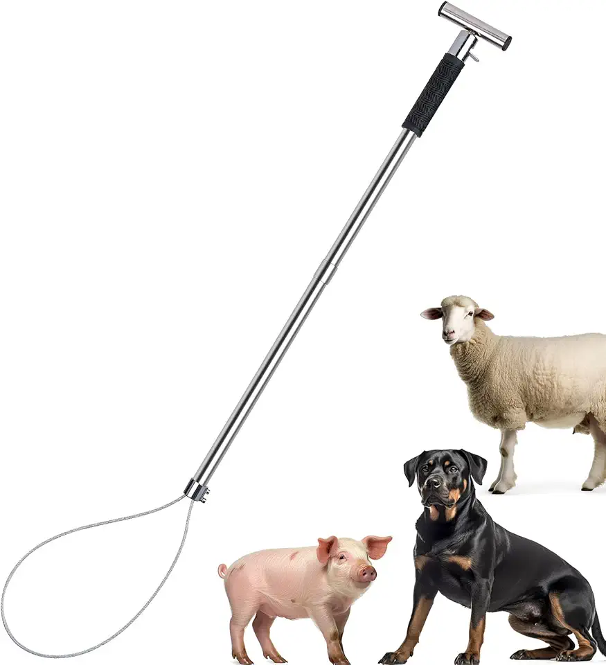 Animal Control And Cat Shelters: What You Need To Know | PetShun