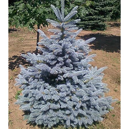 Amazon.com : Montgomery Dwarf Colorado Blue Spruce - Grows Only 4 feet ...