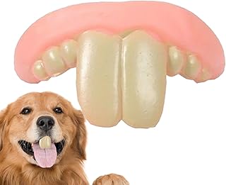 Do Dogs Get Dentures? Exploring Canine Dental Health. | PetShun