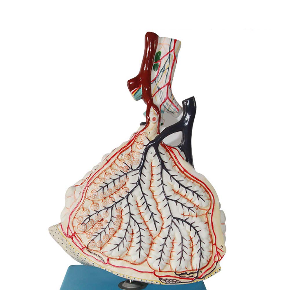 Ddt Human Anatomy Model Anatomical Model Pulmonary Lobular Enlargement ...
