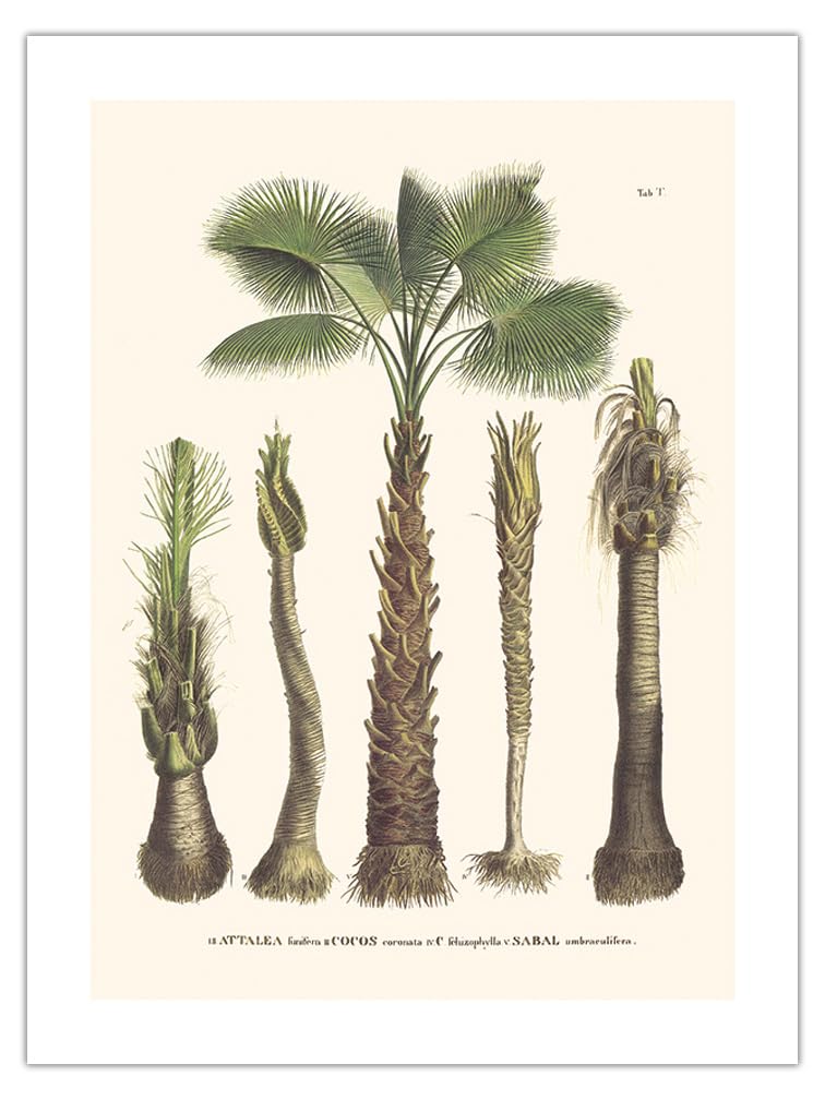 Palm Tree Trunk Drawing