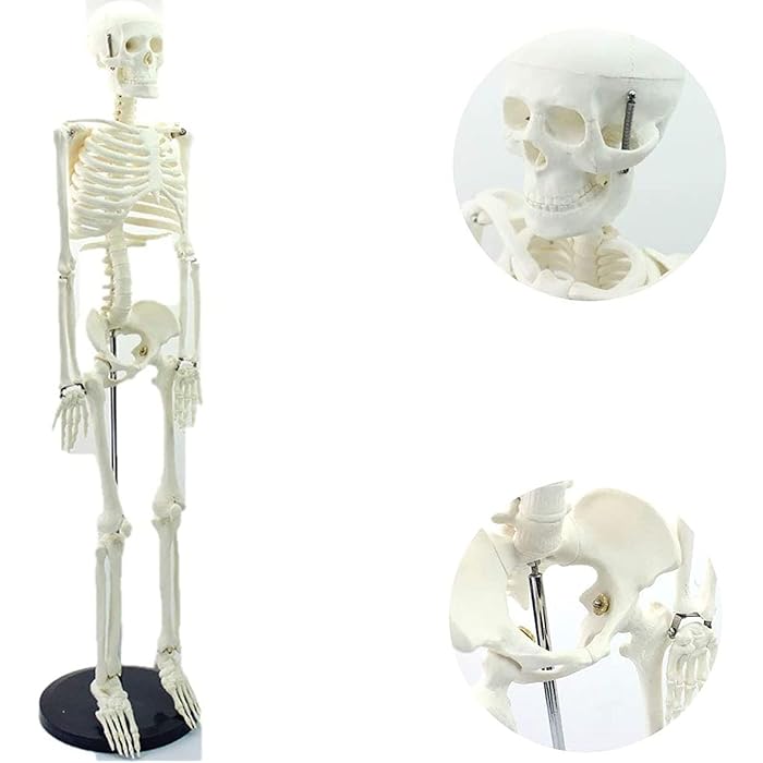 Buy 1/2 Lifesize Human Skeleton Model Anatomical Skeleton Model,with ...