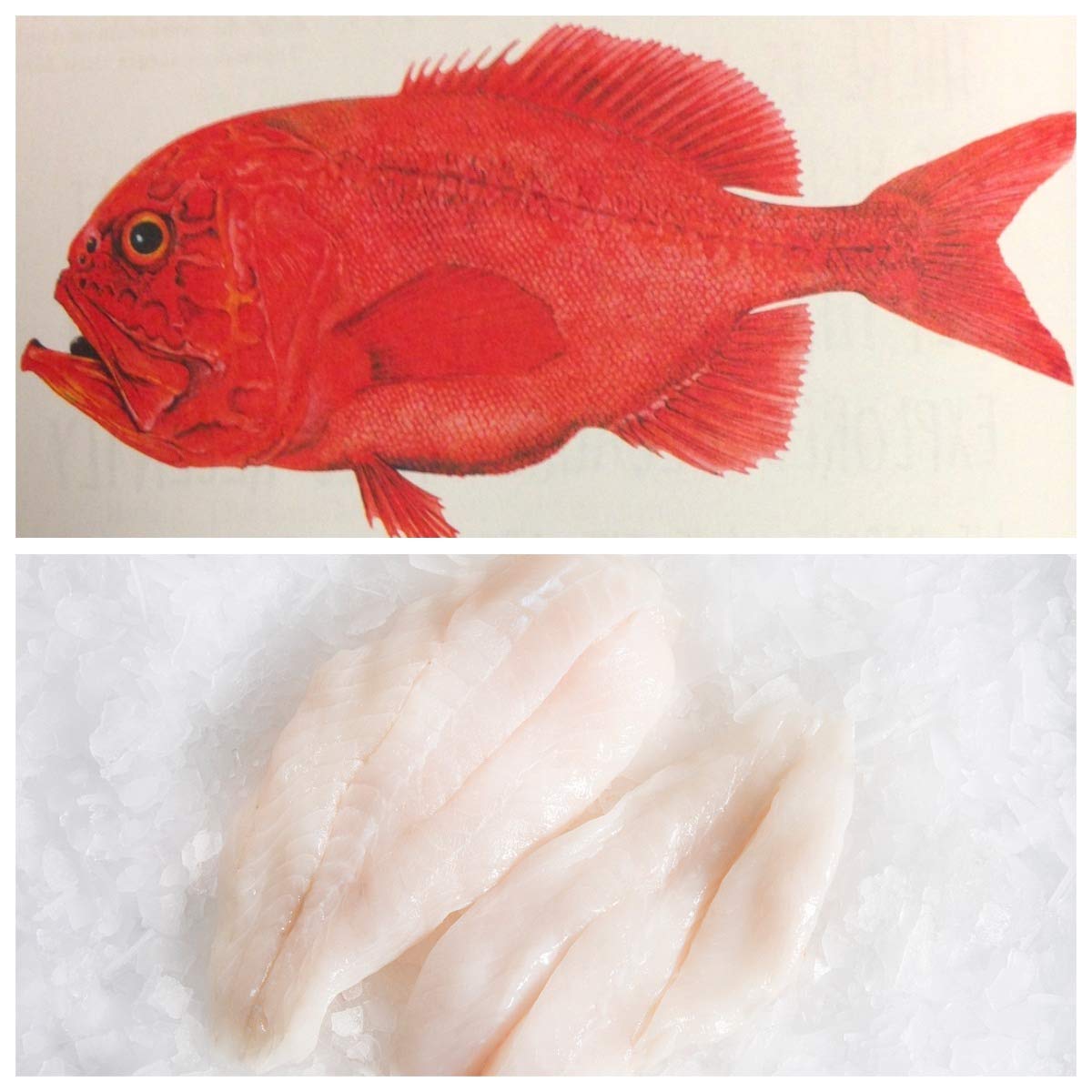 Amazon.com: Orange Roughy Fillets : Grocery & Gourmet Food