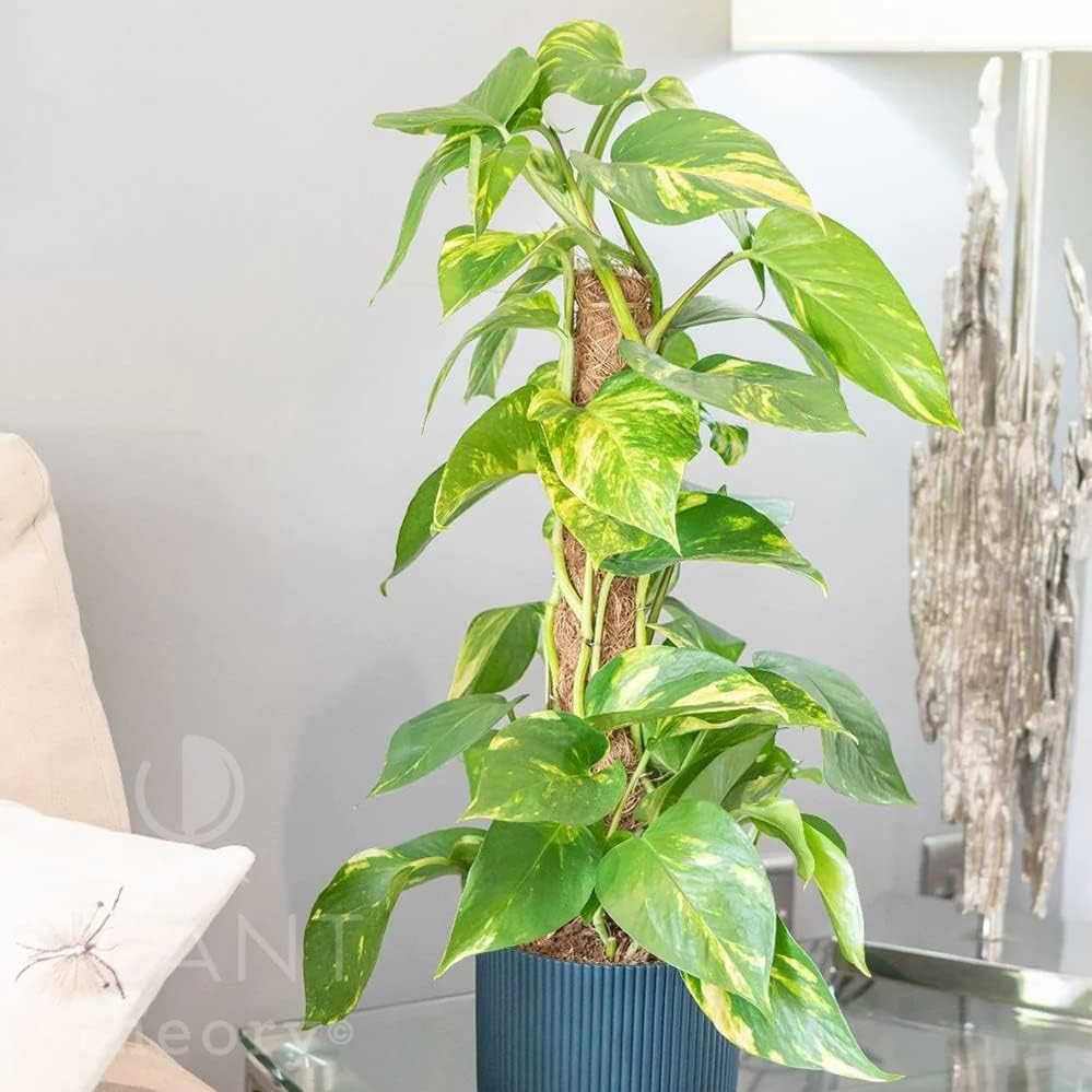 Plant Theory 50cm Devil’s Ivy Pothos Scindapsus Pothos Epipremnum ...