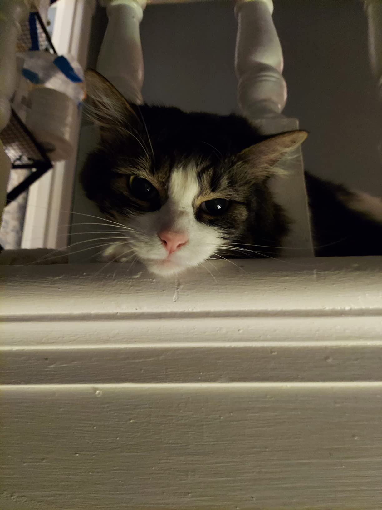 Amazon.com: Lenrius Funny Fat Cat Sign Warning Vintage Style Metal Sign ...